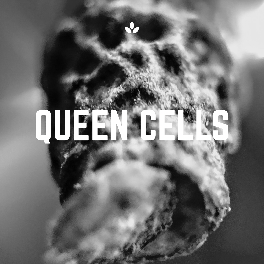 Queen Cells - prime bees.com