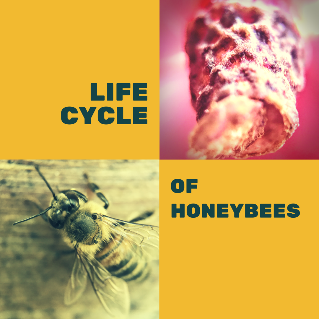 Life Cycle of a Bee - prime bees.com