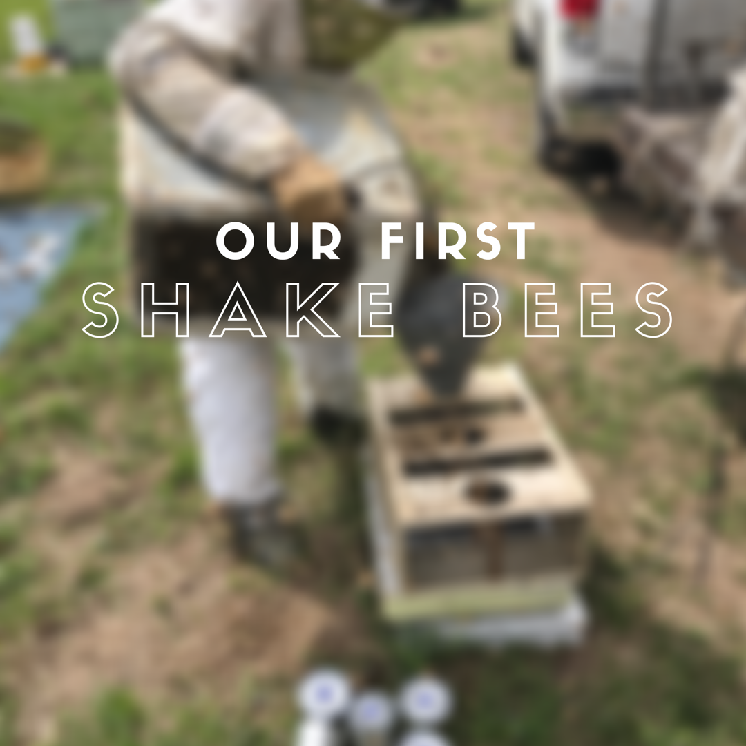 Our First Shake Bees - prime bees.com