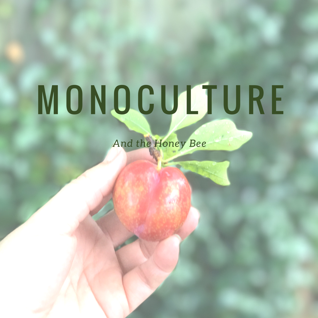 Monoculture and The Honey Bee - prime bees.com