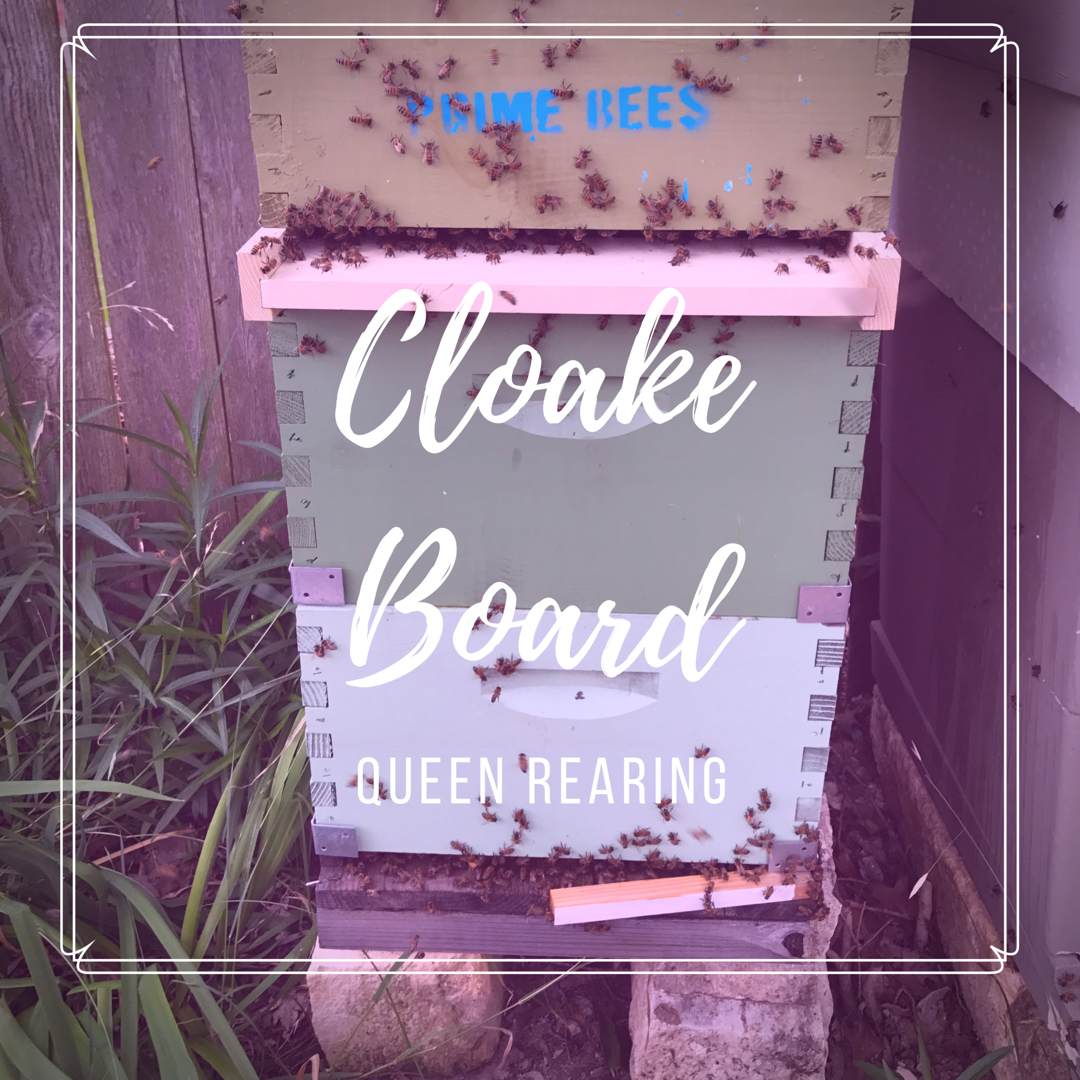 Queen Rearing - Cloake Board - prime bees.com