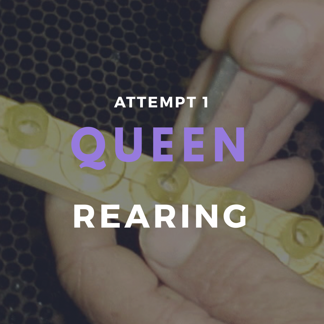 Queen Grafting - Attempt 1 - prime bees.com