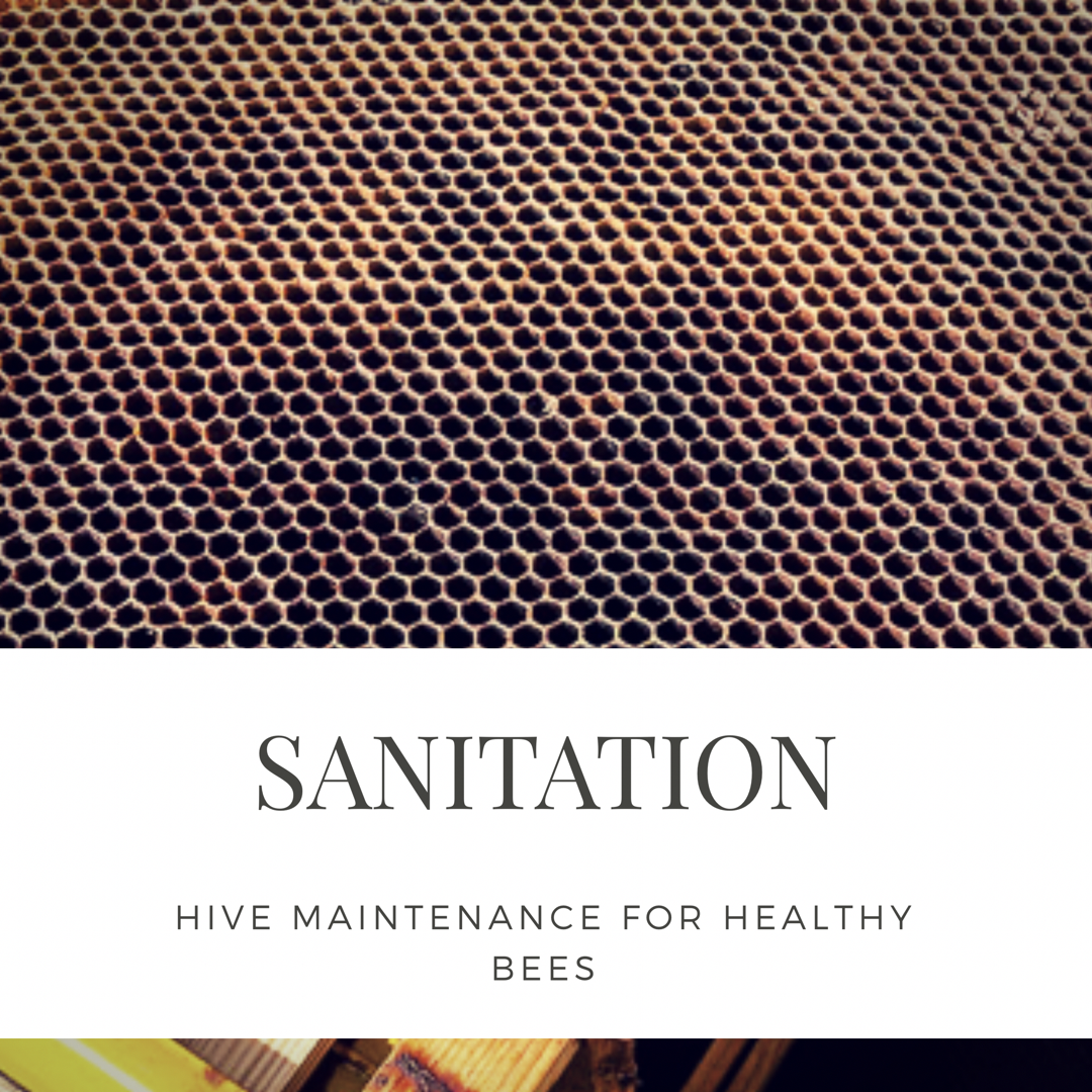 Hive Maintenance - Sanitation - prime bees.com