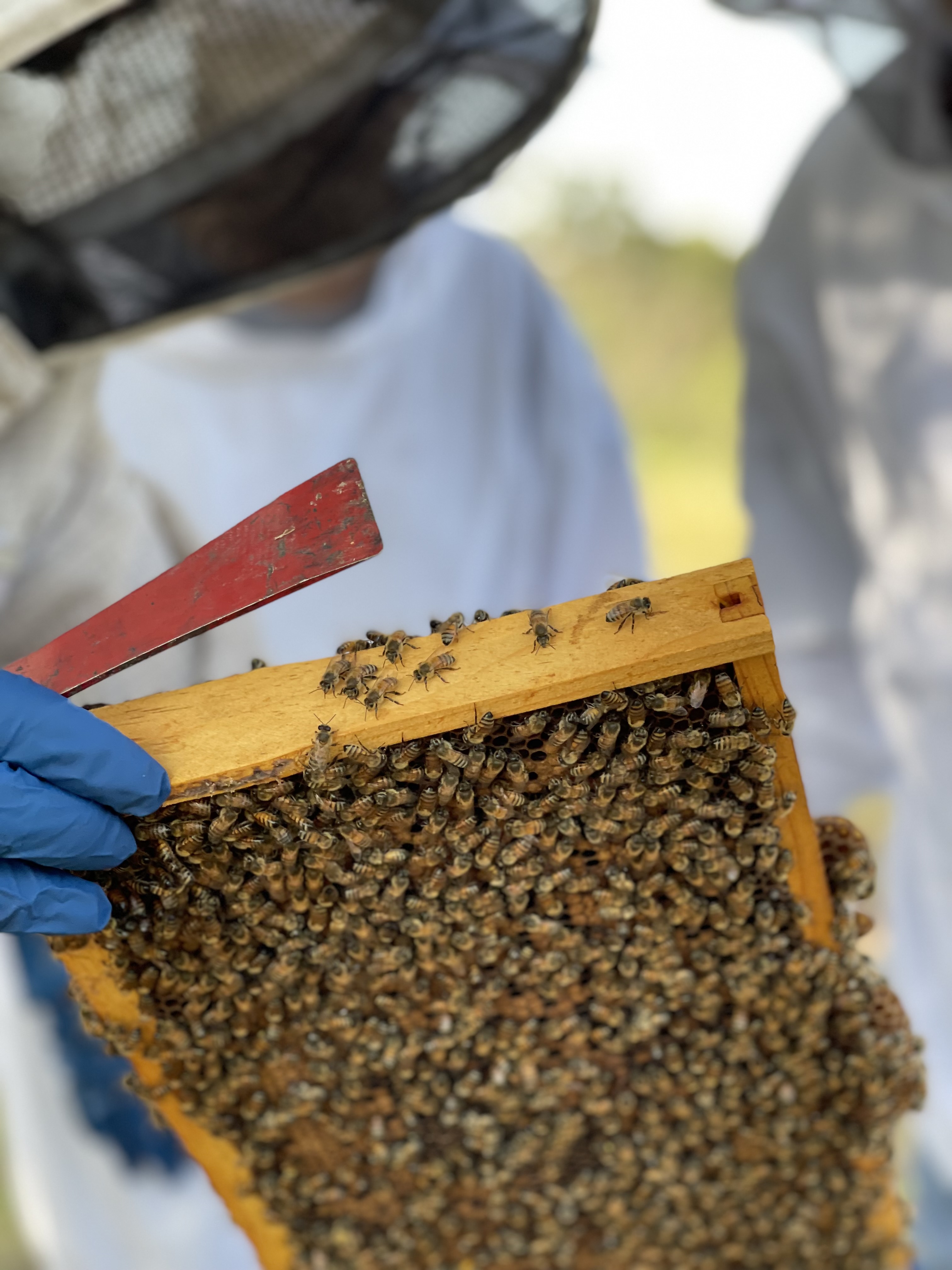 Beekeeping Lessons - prime bees.com