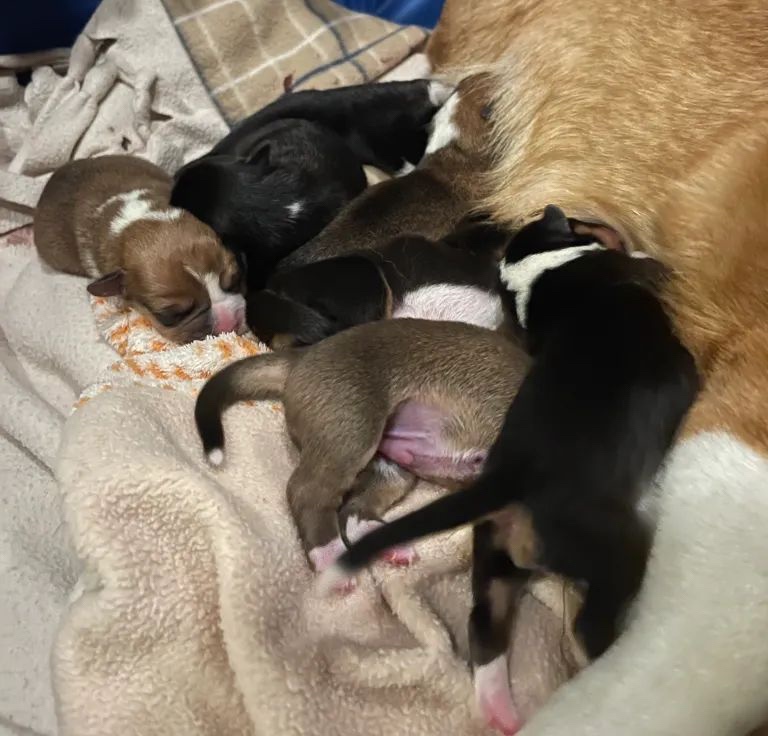 Aloe & Beasley’s Stormy Litter - prime bees.com