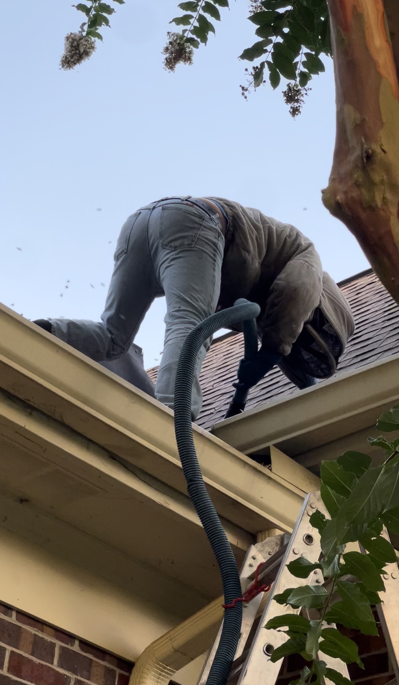 What Is Professional Bee Removal? Beekeeping Heroes: Relocating Bees ...