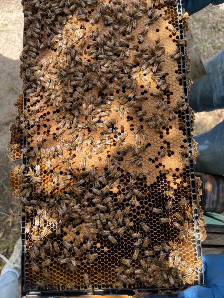 Texas Spring Nucs | Reserve Your Live Bees from Our Texas Bee Farm